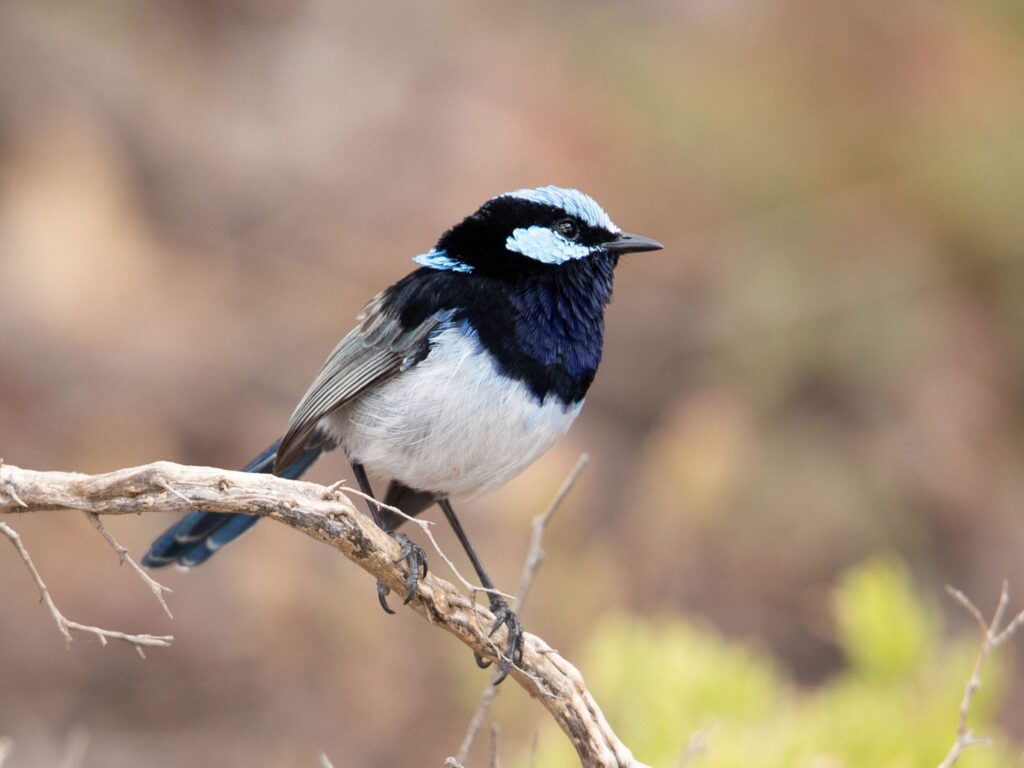 Birdwatching on the Southern Eyre Peninsula - Australian Coastal Safaris