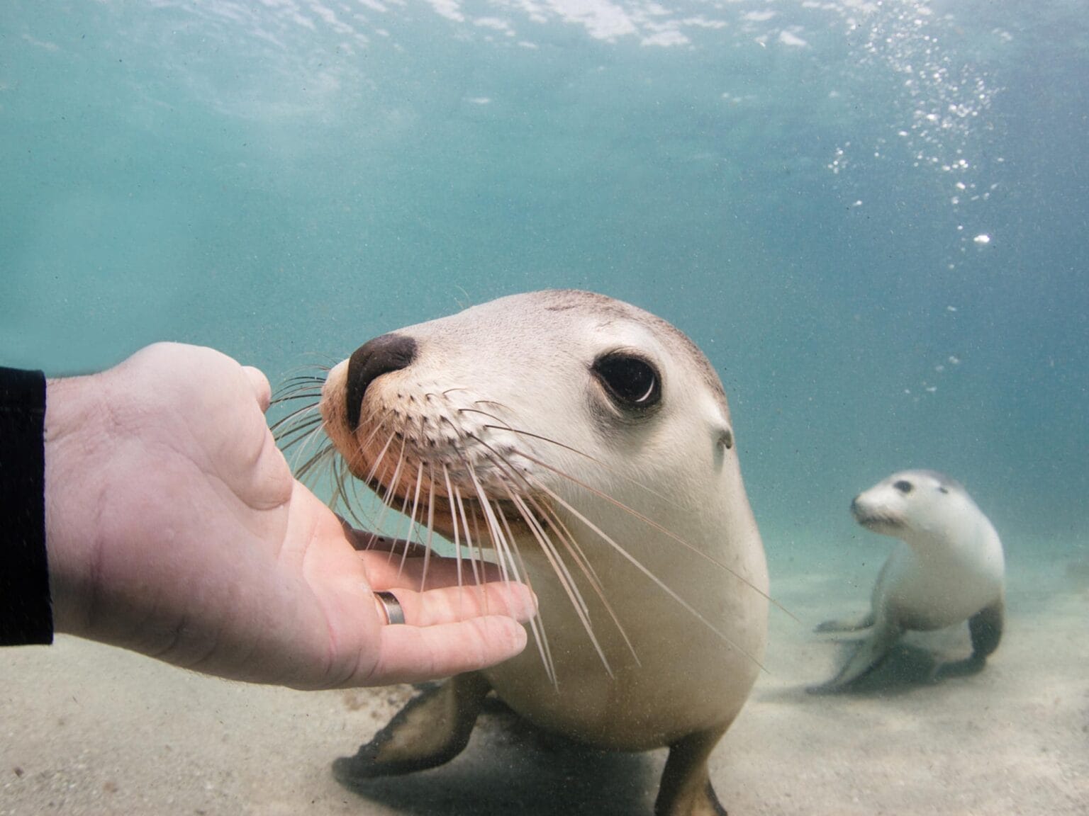 Sea Creatures - Australian Coastal Safaris