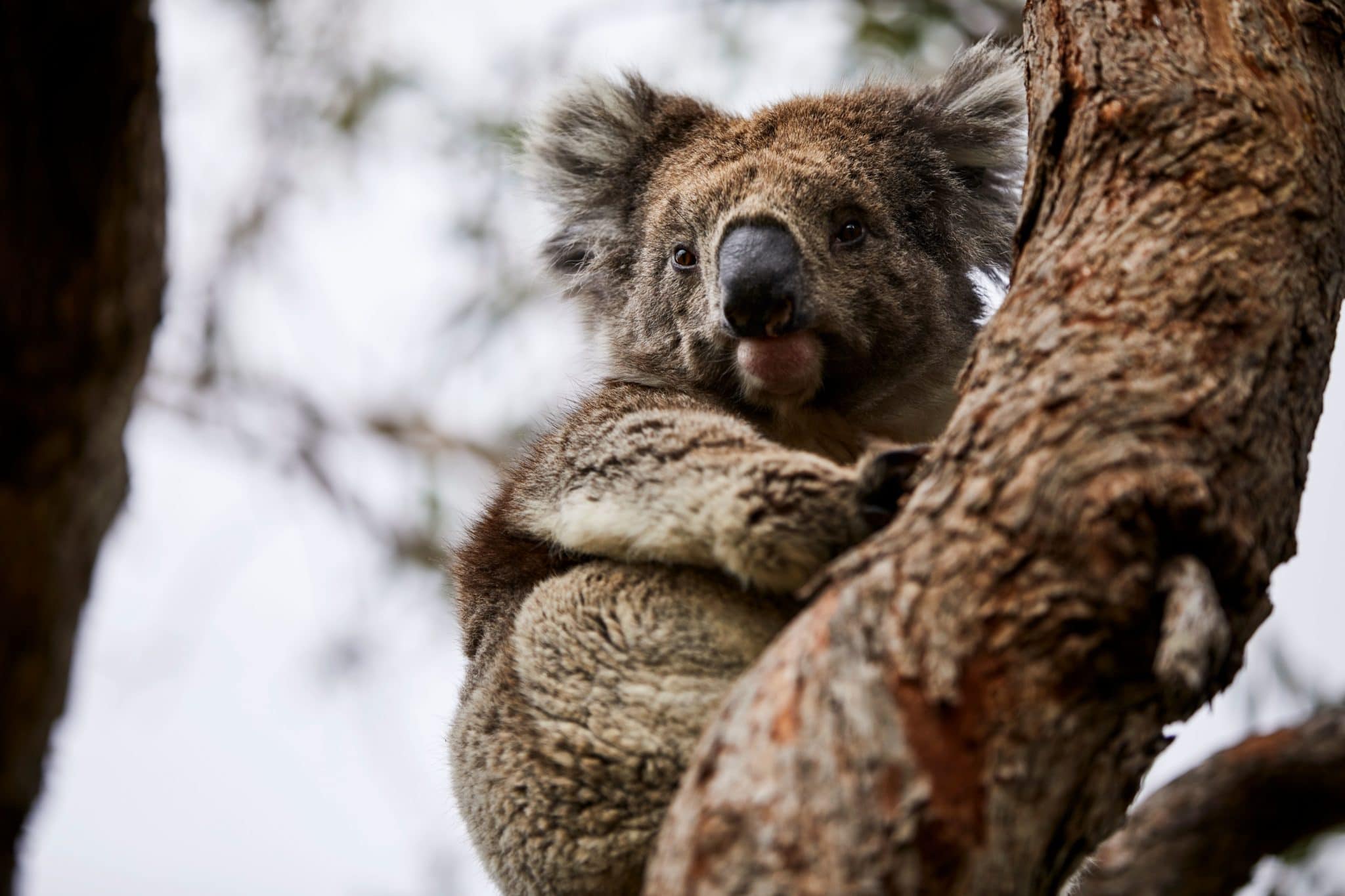 Gallery - Australian Coastal Safaris